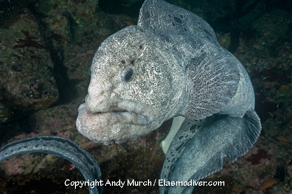 Pictures of Wolf Eels, Anarrhichthys ocellatus.